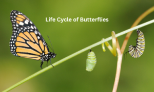 Animal Life Cycles: Butterflie, Frogs, Bees, Turtles, and Chickens