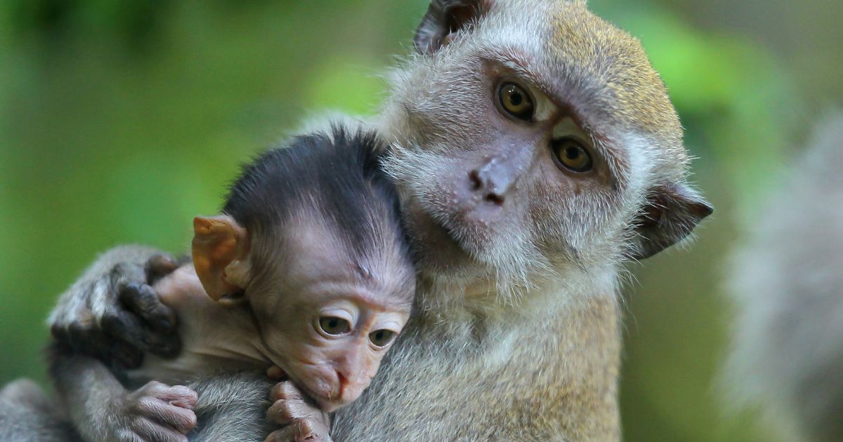 Animals and Their Babies: Fascinating Journey into Parenthood