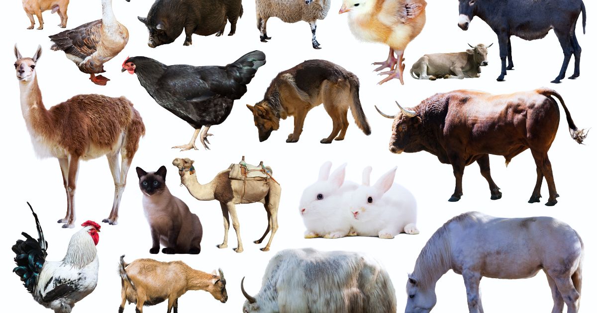 Domestic Animals Name: Roles, Pictures & Videos for Kids