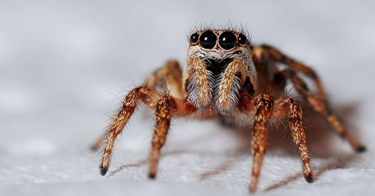 Learn About All Types of Spiders | KidzNCrew