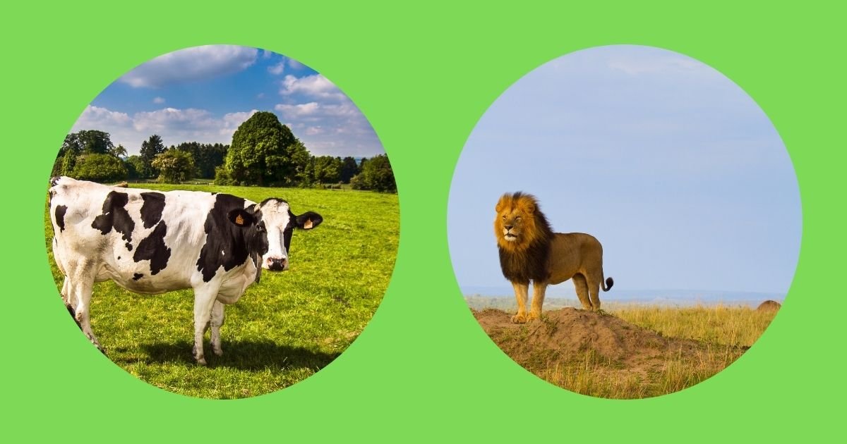 The Lion and the Cows Story | KidzNCrew