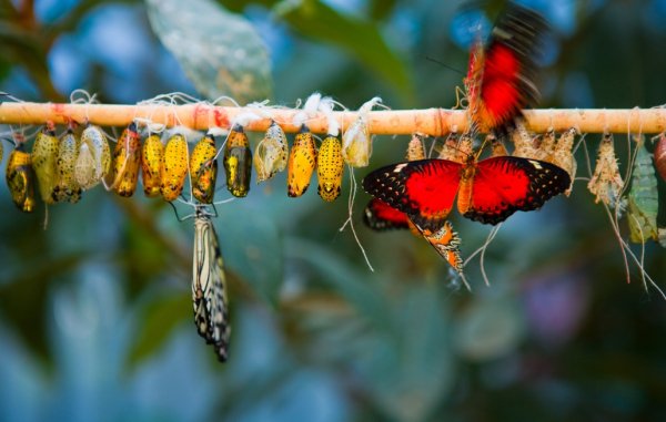 Animal Life Cycles: Butterflie, Frogs, Bees, Turtles, and Chickens