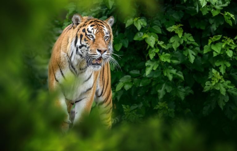 Cries of Animals and Birds | Chart for 100 Popular Animals Sounds